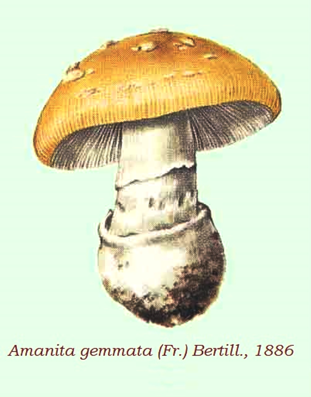 Amanita gemmata: Sistemática, Etimología, Hábitat, Descripción