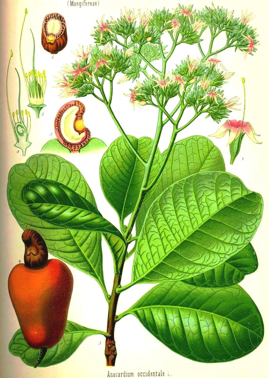 Anacardio occidental: sistemática, hábitat, cultivo