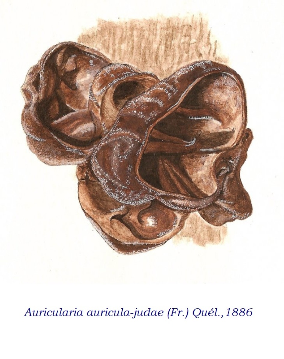 Auricularia auricula-judae: Sistematica, Habitat, Riconoscimento