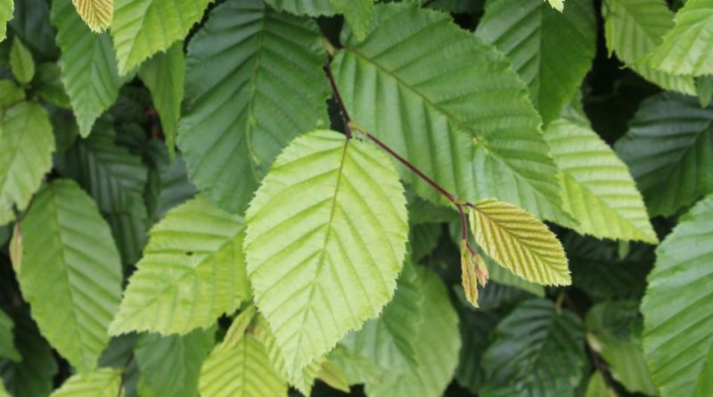 Carpinus betulus: Systematics, Etymology, Habitat, Cultivation
