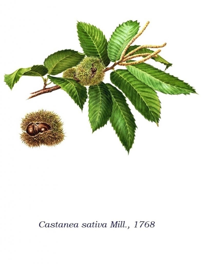 Castanea sativa: Systematics, Etymology, Habitat, Cultivation ...