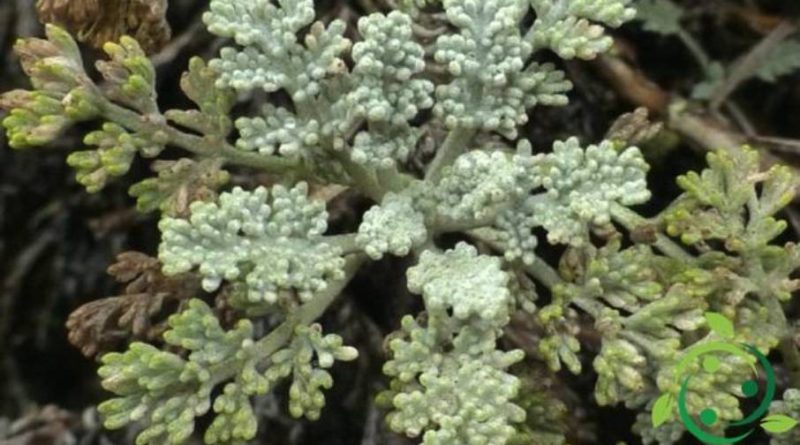 Cómo cultivar Absenta Póntica Alpina: técnica de cultivo...
