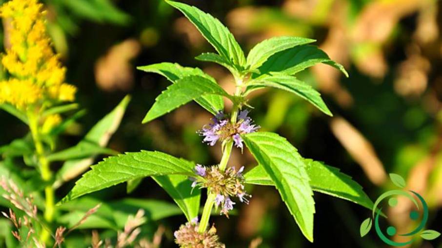 How to grow country mint: technique and useful tricks ...