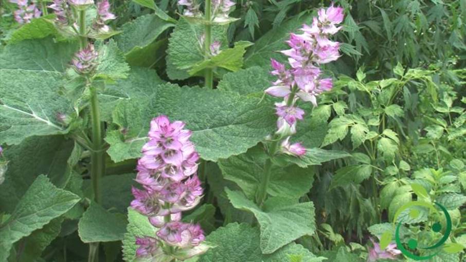 How to grow clary sage: technique and useful tricks ...