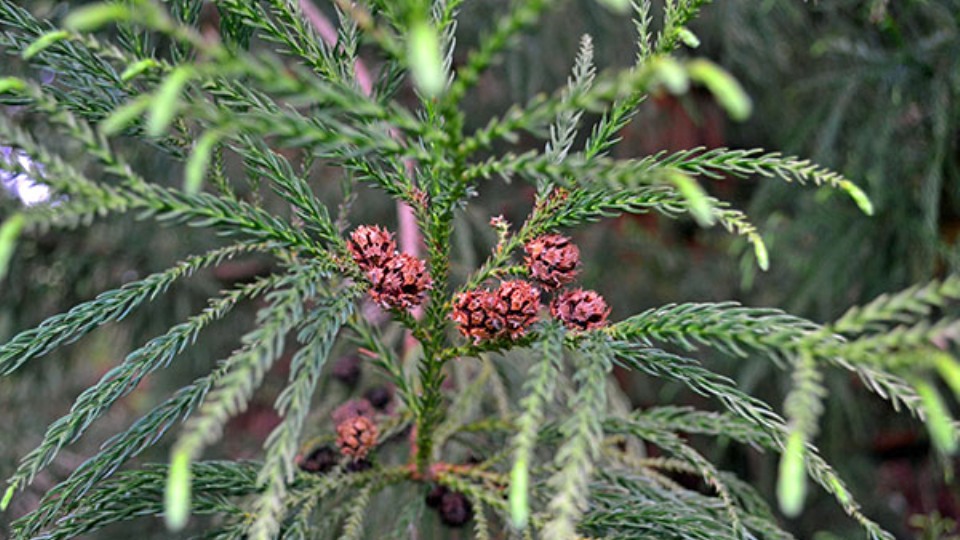 Cryptomeria japonica: Systematics, Etymology, Habitat, Description
