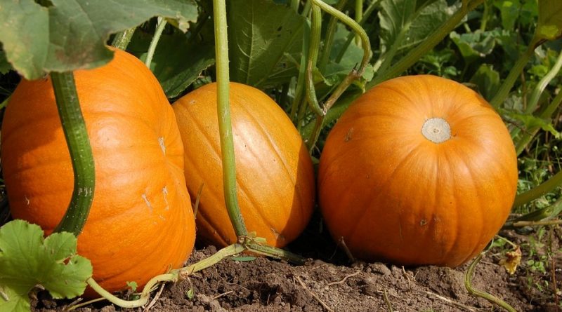 Cucurbita maxima: Sistemática, Etimología, Hábitat, Cultivo
