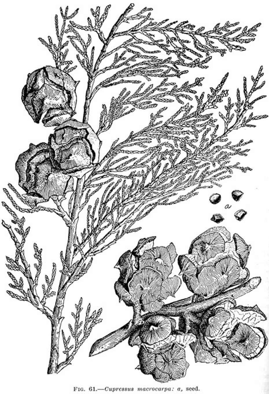 Cupressus macrocarpa: Sistematica, Etimologia, Habitat, Coltivazione