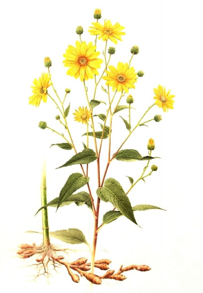 Helianthus tuberosus: Sistemática, Hábitat, Cultivo