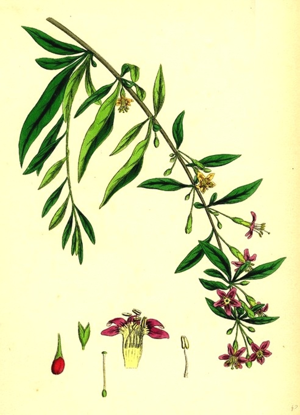 Lycium barbarum: Systematics, Etymology, Habitat, Description ...
