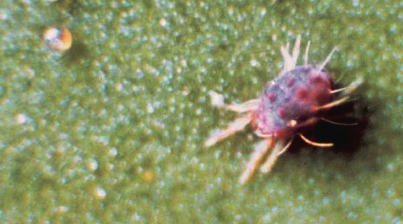 Panonychus citri: Sistemática, Hábitat, Ciclo de vida...