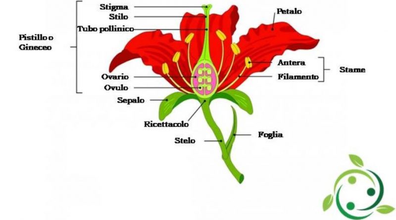 Perianth: morphology, differentiations, structure and functionality ...