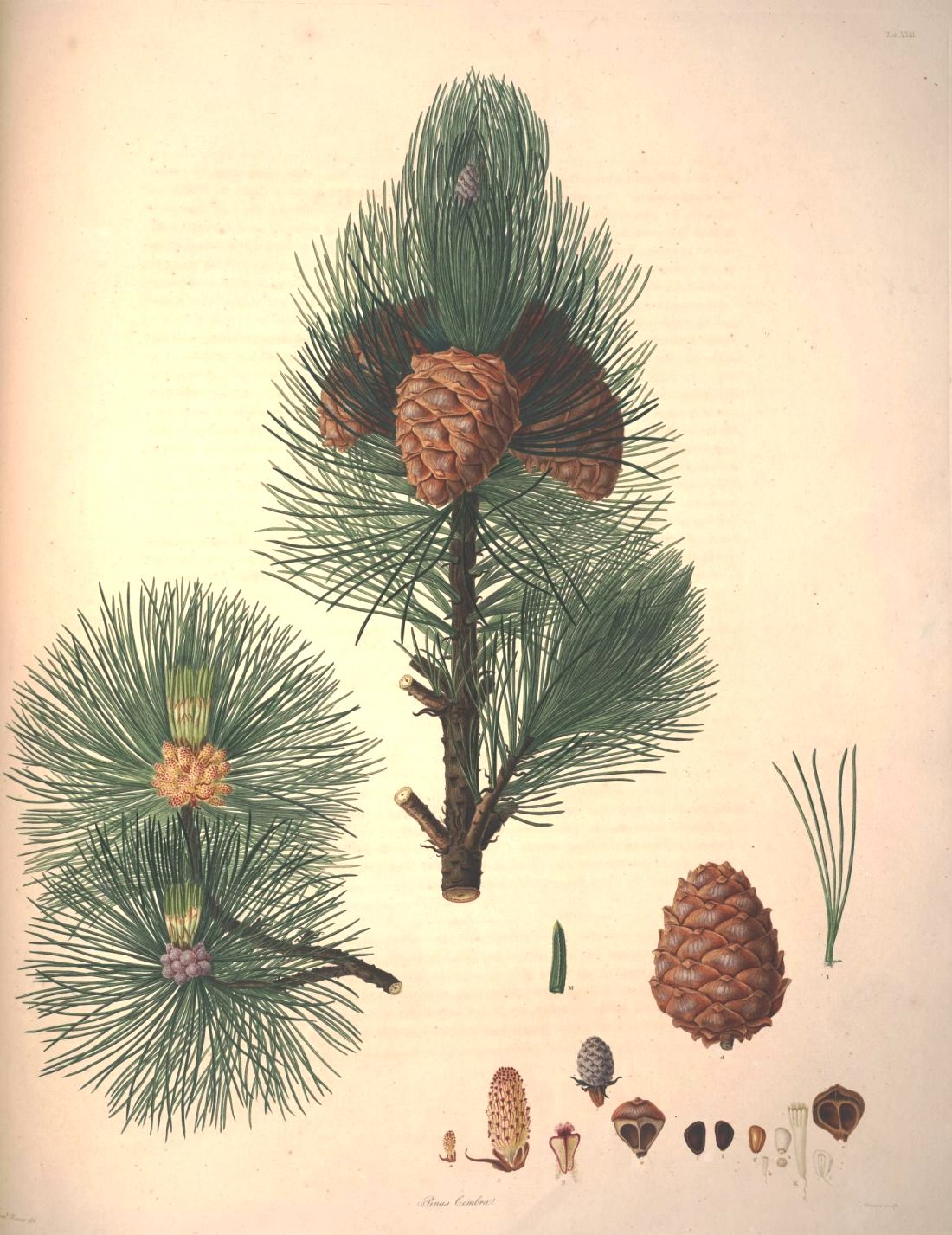 Pinus cembra: Systematics, Etymology, Habitat, Cultivation