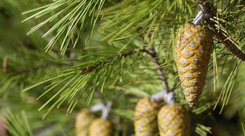 Pinus halepensis: Sistematica, Etimologia, Habitat, Coltivazione