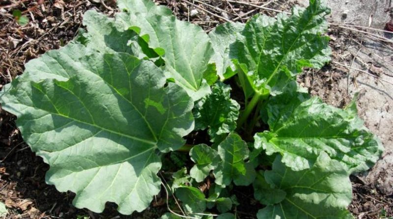 Rheum rhaponticum: Systematics, Etymology, Habitat, Cultivation