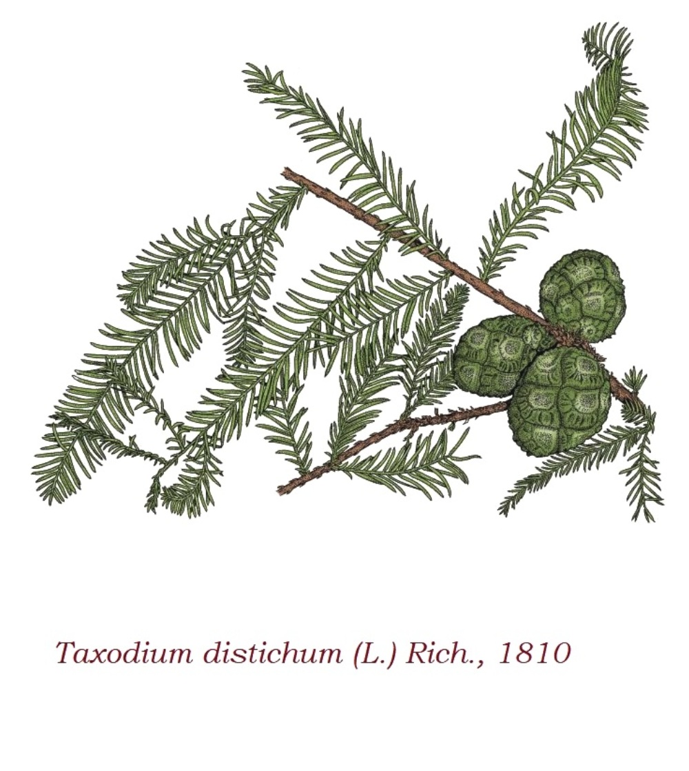 Taxodium distichum: Systematics, Etymology, Habitat, Cultivation