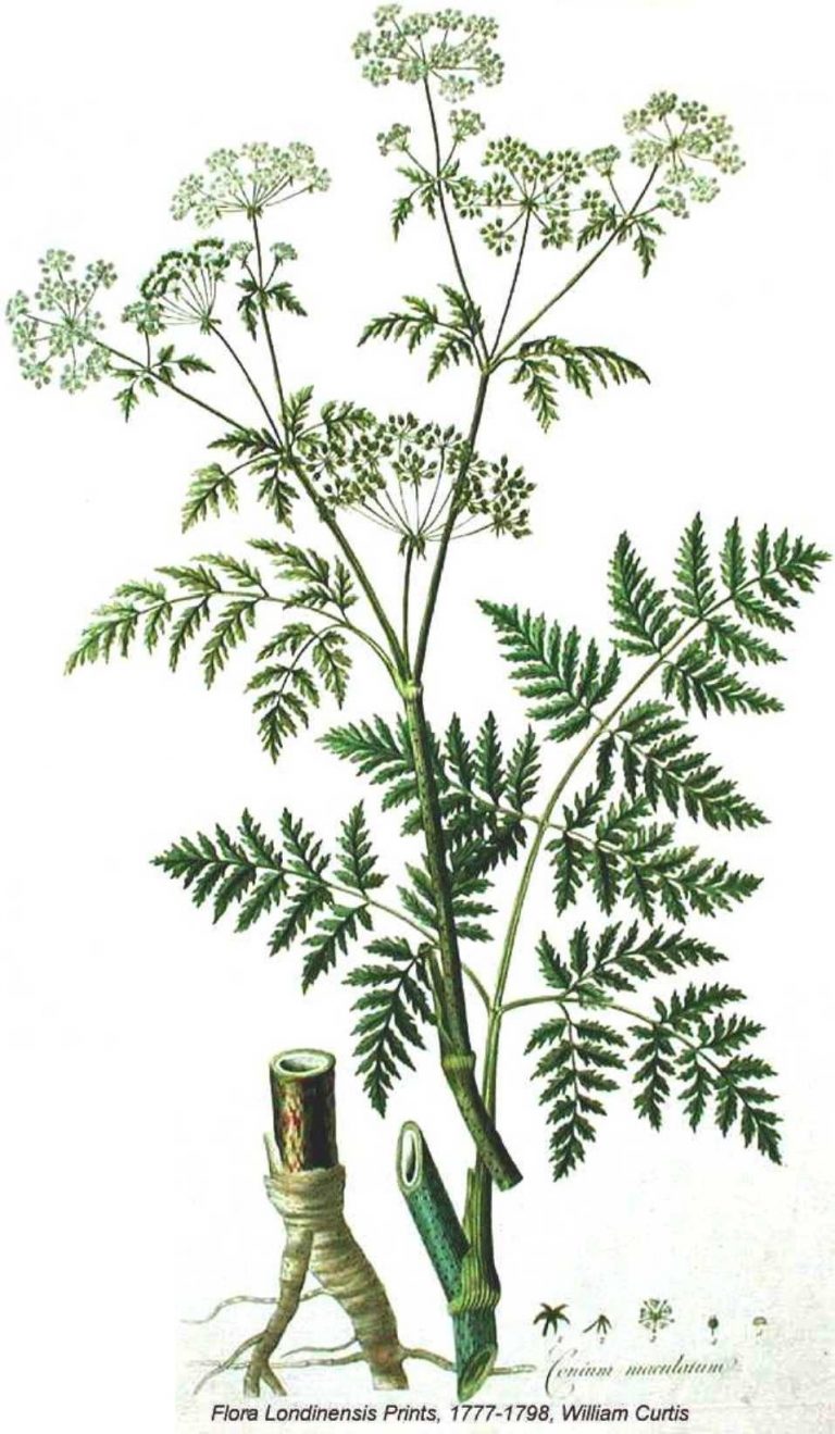Conium maculatum: Sistemática, Etimología, Hábitat, Cultivo