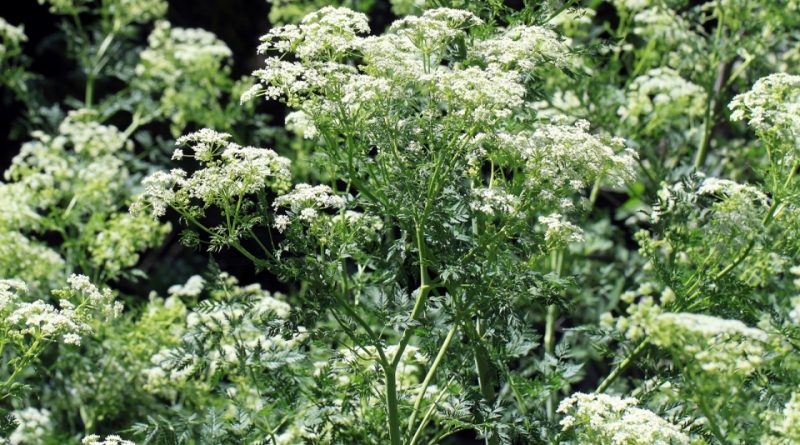 Conium maculatum: Systematics, Etymology, Habitat, Cultivation