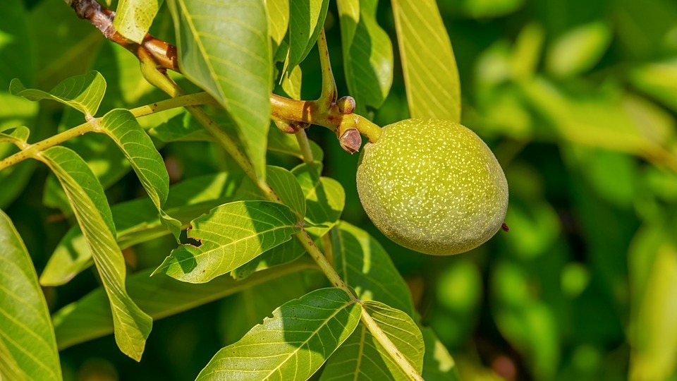 Juglans regia: Systematics, Etymology, Habitat, Cultivation ...