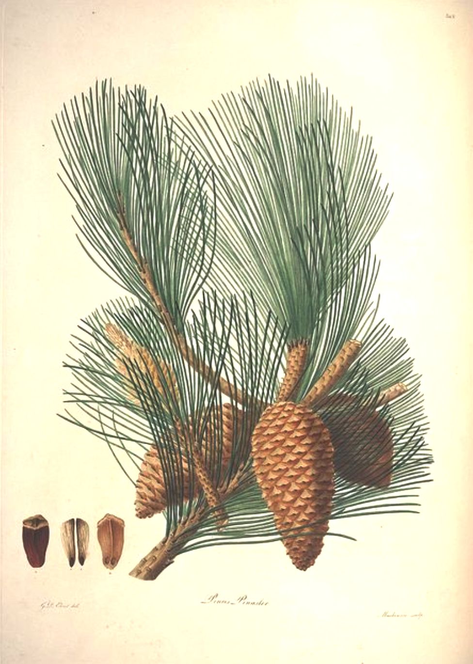 Pinus pinaster: Systematics, Etymology, Habitat, Cultivation