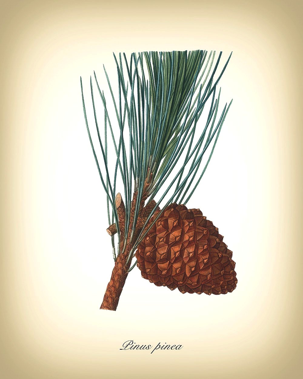 Pinus pinea: Systematics, Etymology, Habitat, Description ...