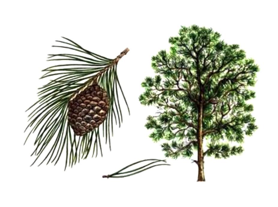 Pinus radiata: Systematics, Etymology, Habitat, Cultivation