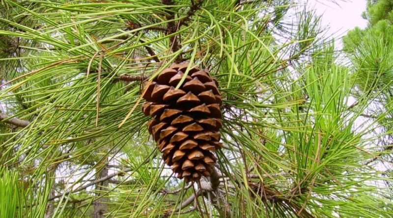Pinus pinaster: Systematics, Etymology, Habitat, Cultivation