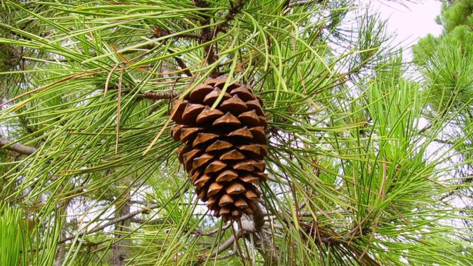 Pinus pinaster: Sistemática, Etimología, Hábitat, Cultivo