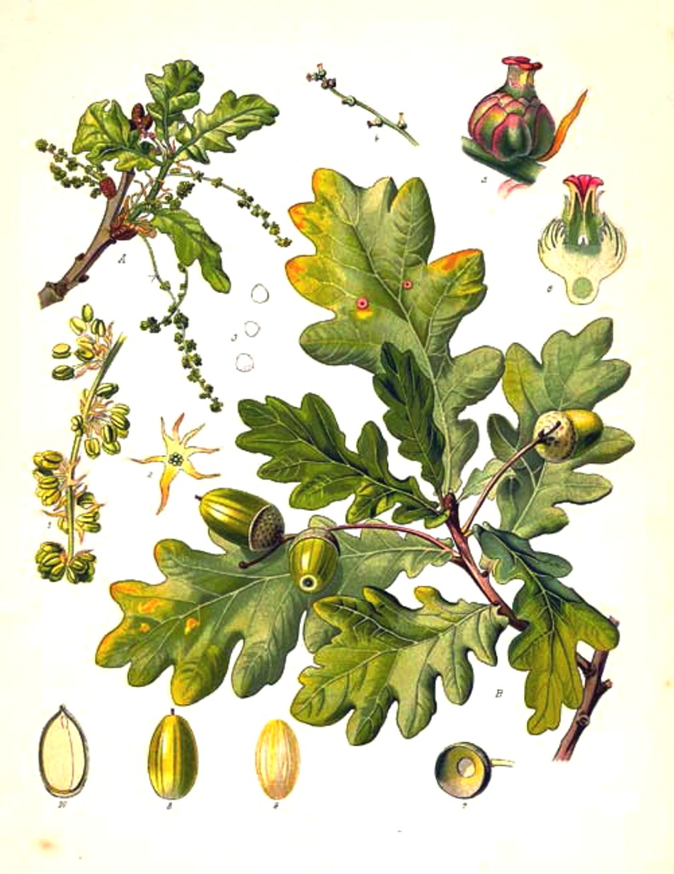 Quercus robur: Sistemática, Etimología, Hábitat, Cultivo