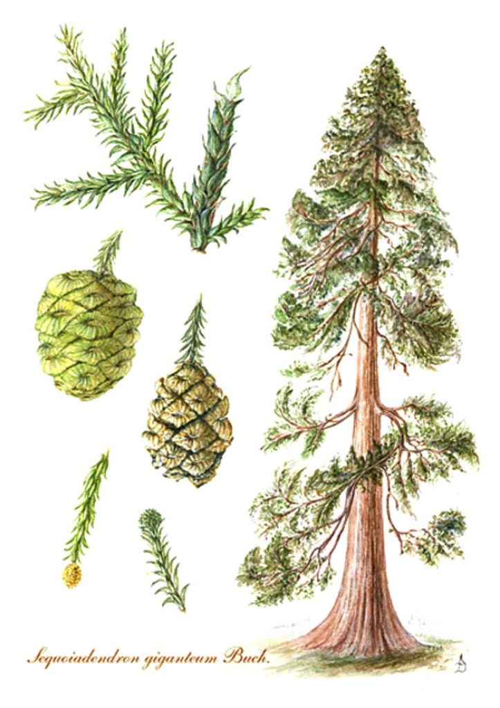Sequoiadendron giganteum: Systematics, Habitat, Cultivation
