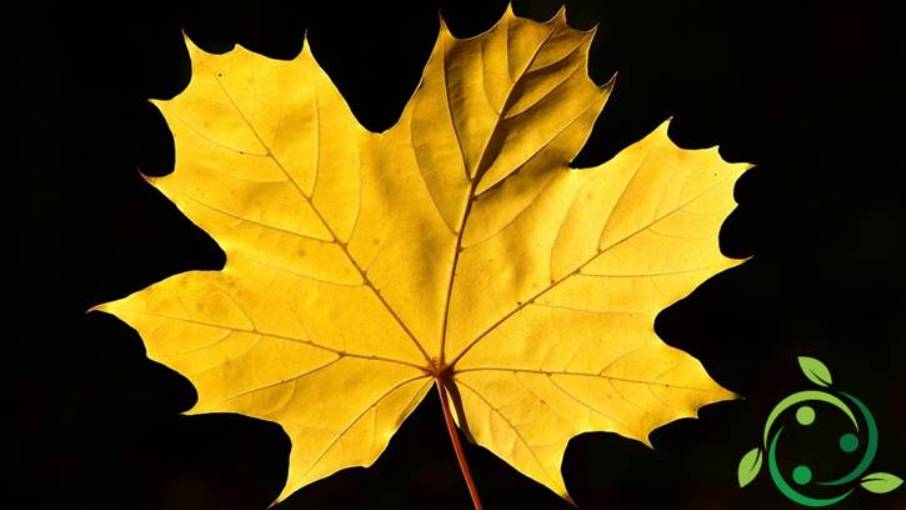 Xantofila: características, propiedades, funciones e industria