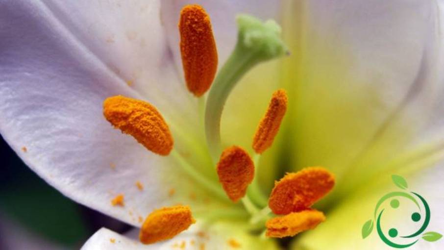 Antera: morfología, características y distinciones botánicas...