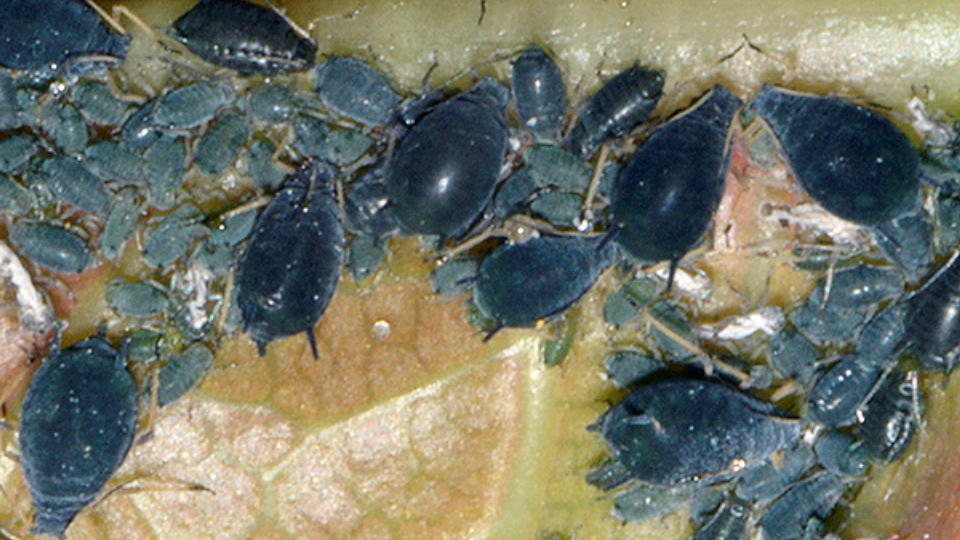 Aphis gossypii: Systematics, Habitat, Life cycle ...