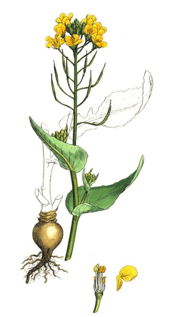 Brassica rapa var. nipposinica: Systematics, Cultivation ...