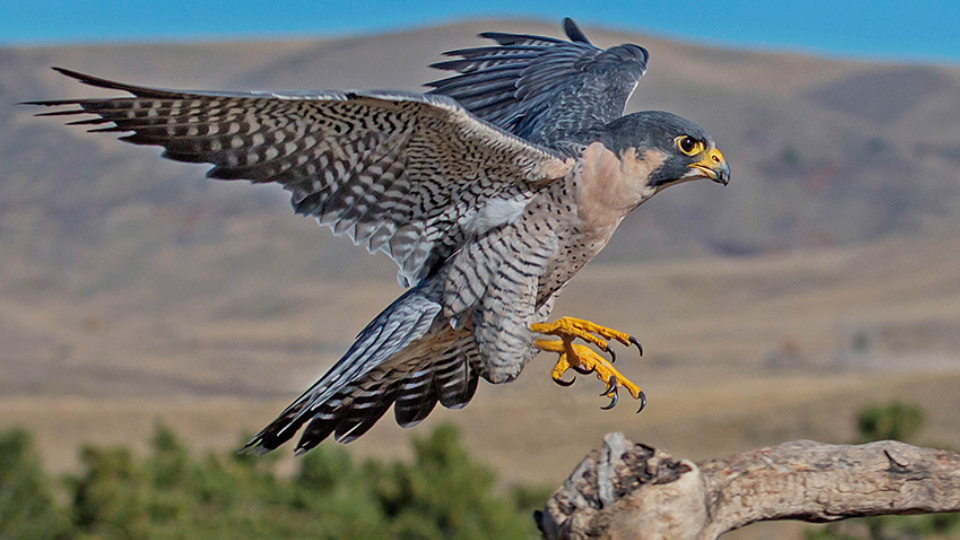 Falco peregrinus: systematics, habitat, ecological role ...