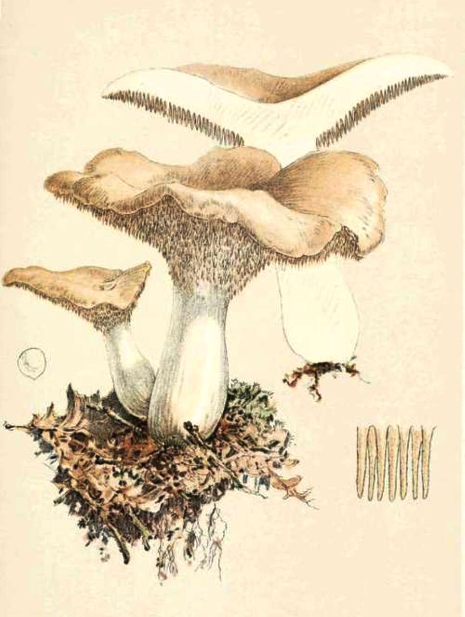 Hydnum repandum: Systematics, Habitat, Recognition ...