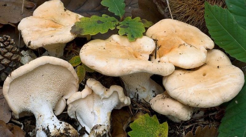 Hydnum repandum: Sistemática, Hábitat, Reconocimiento...