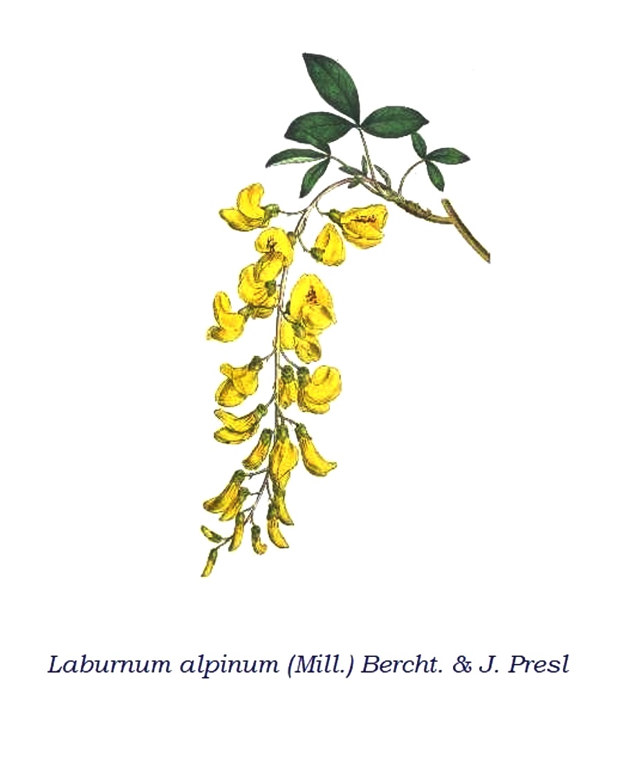 Laburnum alpinum: Systematics, Etymology, Habitat, Cultivation