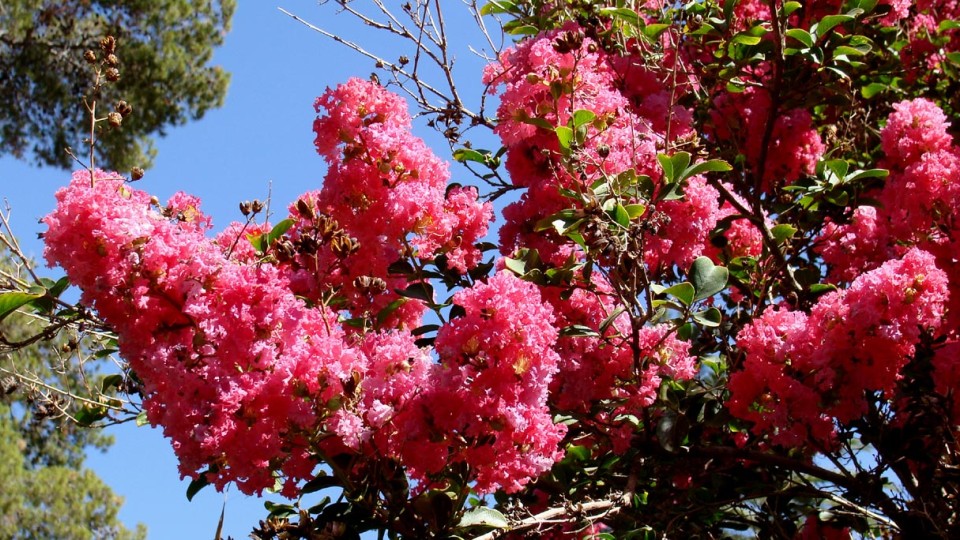 Lagerstroemia indica: Systematics, Habitat, Cultivation ...