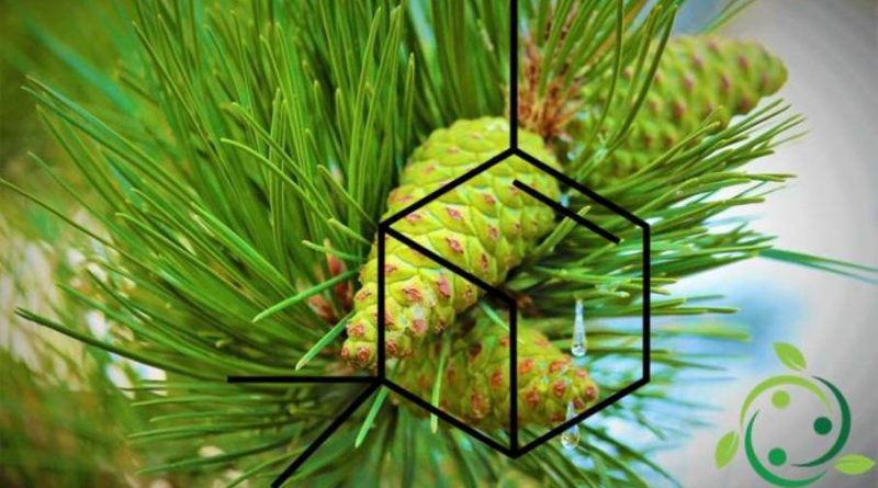 Pineno: fórmula química, presencia en la naturaleza y propiedades