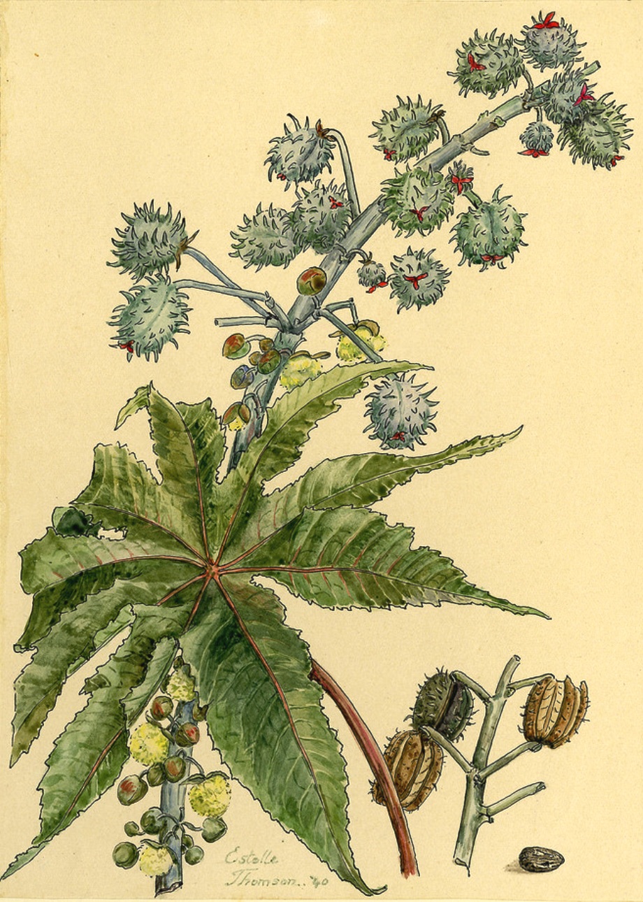 Ricinus communis: Sistemática, Etimología, Hábitat, Cultivo...