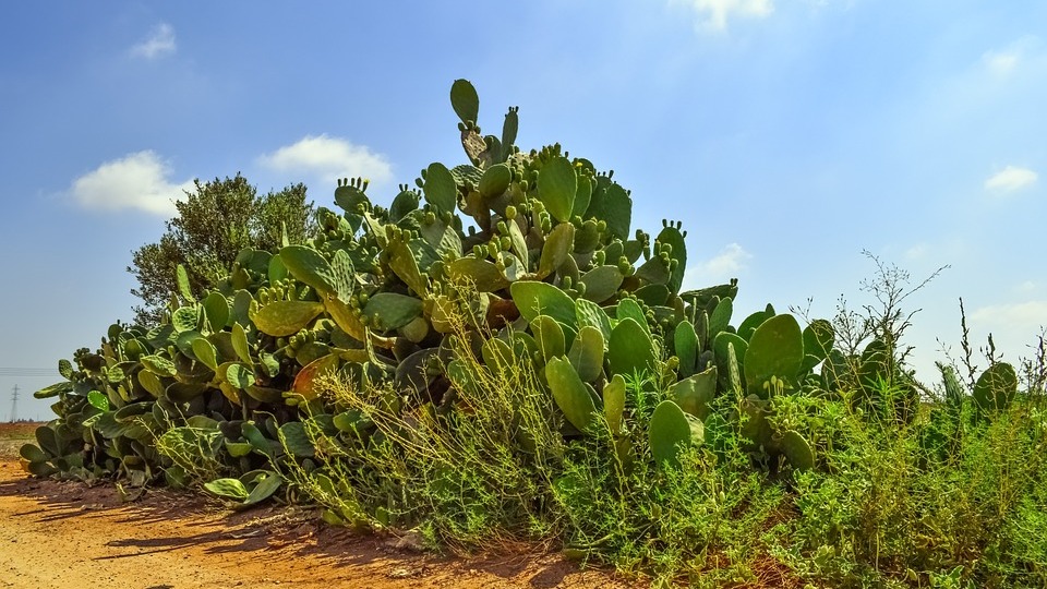 Xenophyte: definition, ecological and environmental causes and