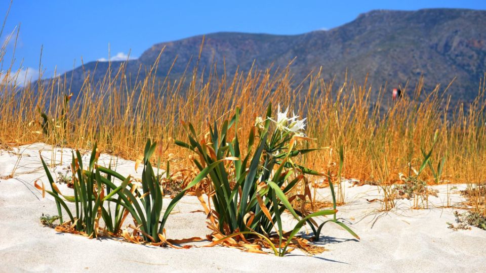 Halophytes: Definition, Morphological and Physiological ...