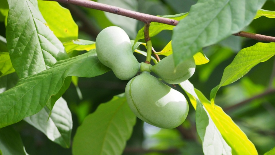 Asimina triloba: Systematics, Etymology, Habitat, Cultivation ...