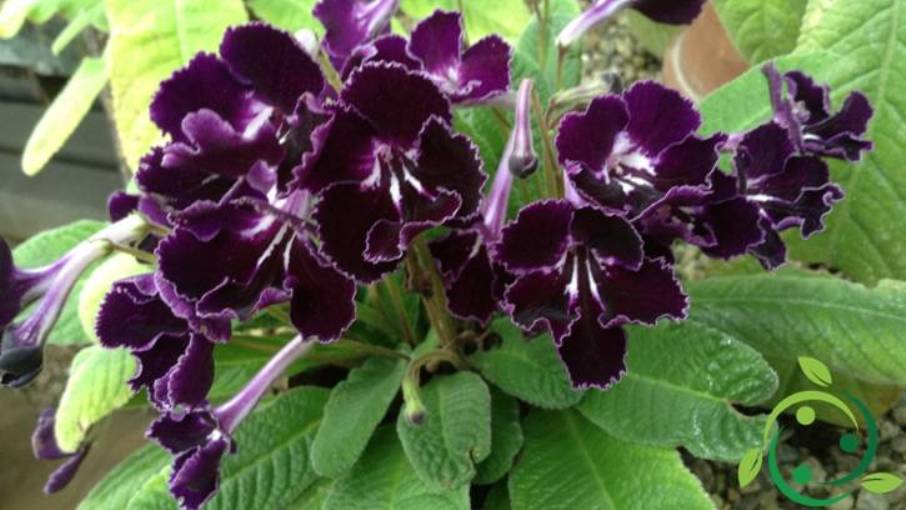 Cómo cultivar el Cape Primrose: técnica y trucos útiles