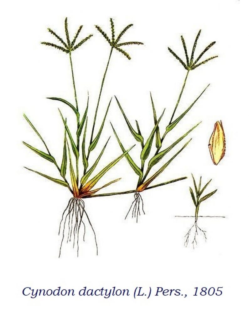 Cynodon dactylon: Sistemática, Etimología, Hábitat, Cultivo