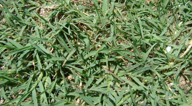 Cynodon dactylon: Sistemática, Etimología, Hábitat, Cultivo