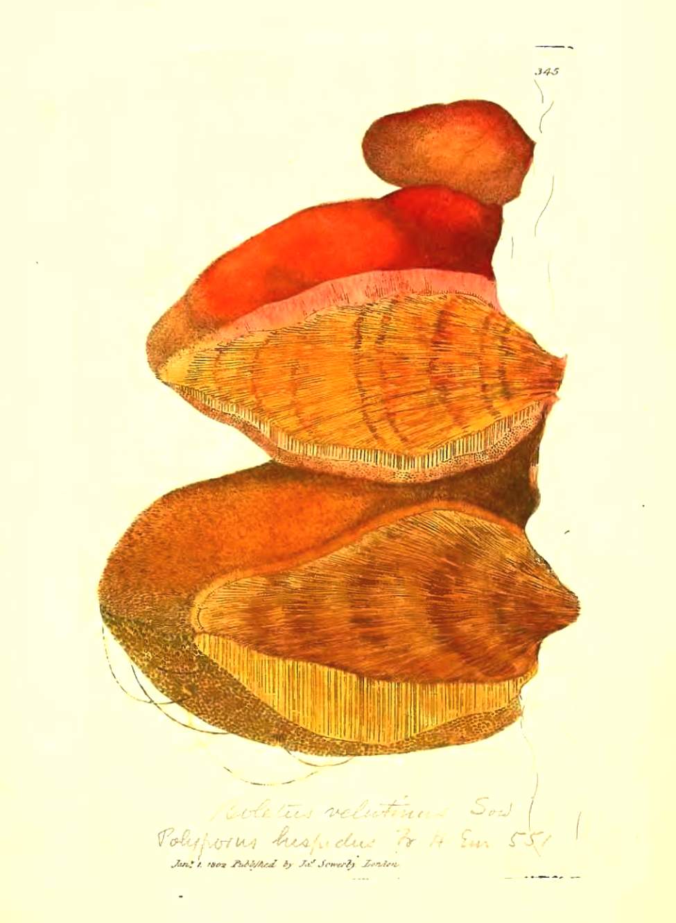 Inonotus hispidus: Systematics, Habitat, Recognition
