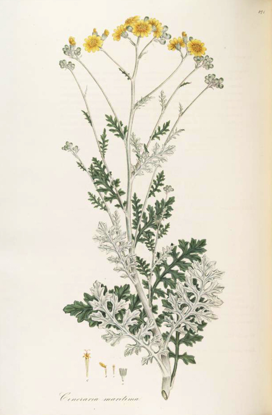 Jacobaea maritima: Systematics, Etymology, Habitat, Cultivation