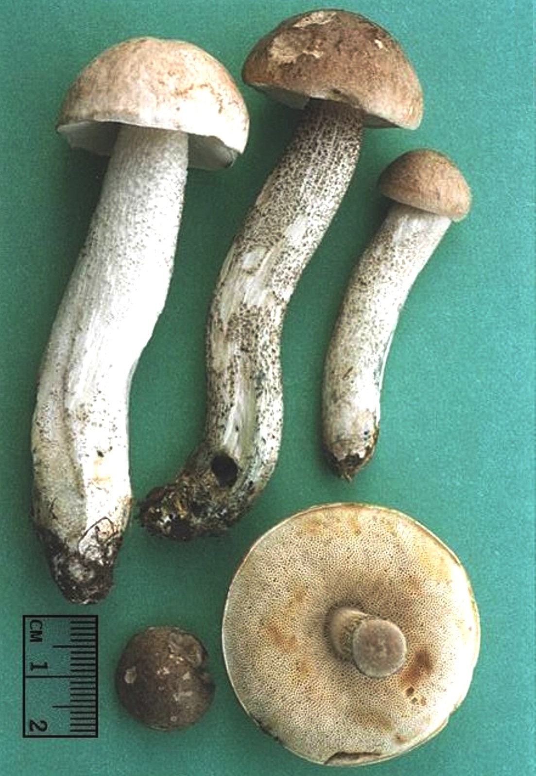 Leccinum holopus: Systematics, Habitat, Recognition ...