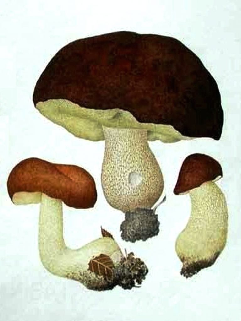 Leccinum lepidum: Sistemática, Hábitat, Reconocimiento